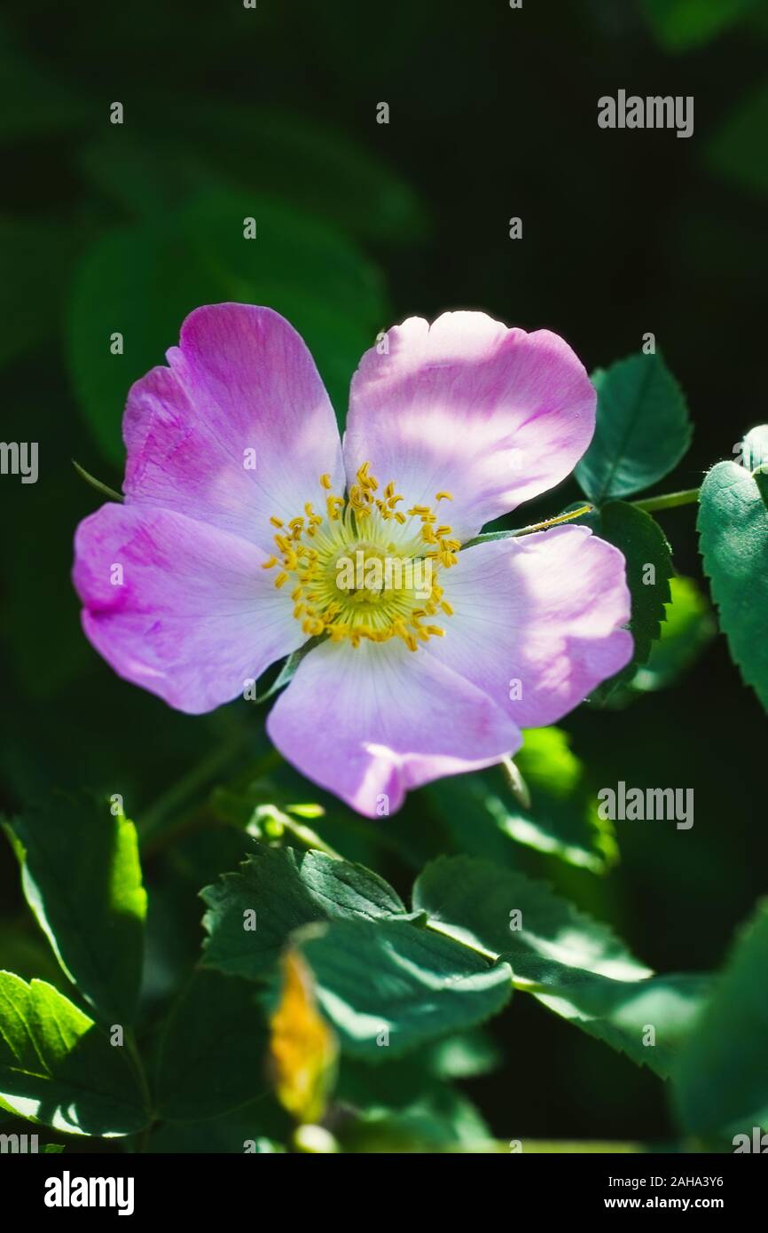 Close-up of dog rose Rosa canina bush with green leaves background ...