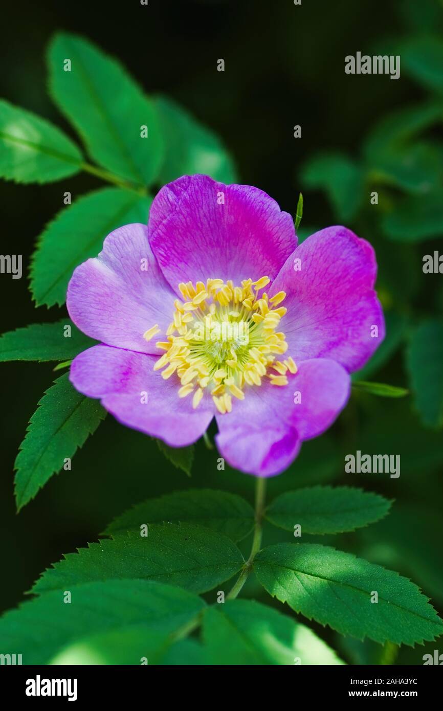 Close-up of dog rose Rosa canina bush with green leaves background ...