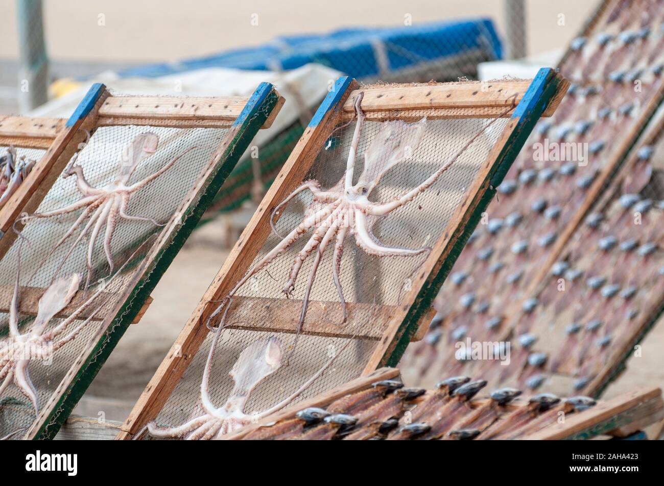 In order to preserve the fish Portuguese Fishermen dry the fish in the ...