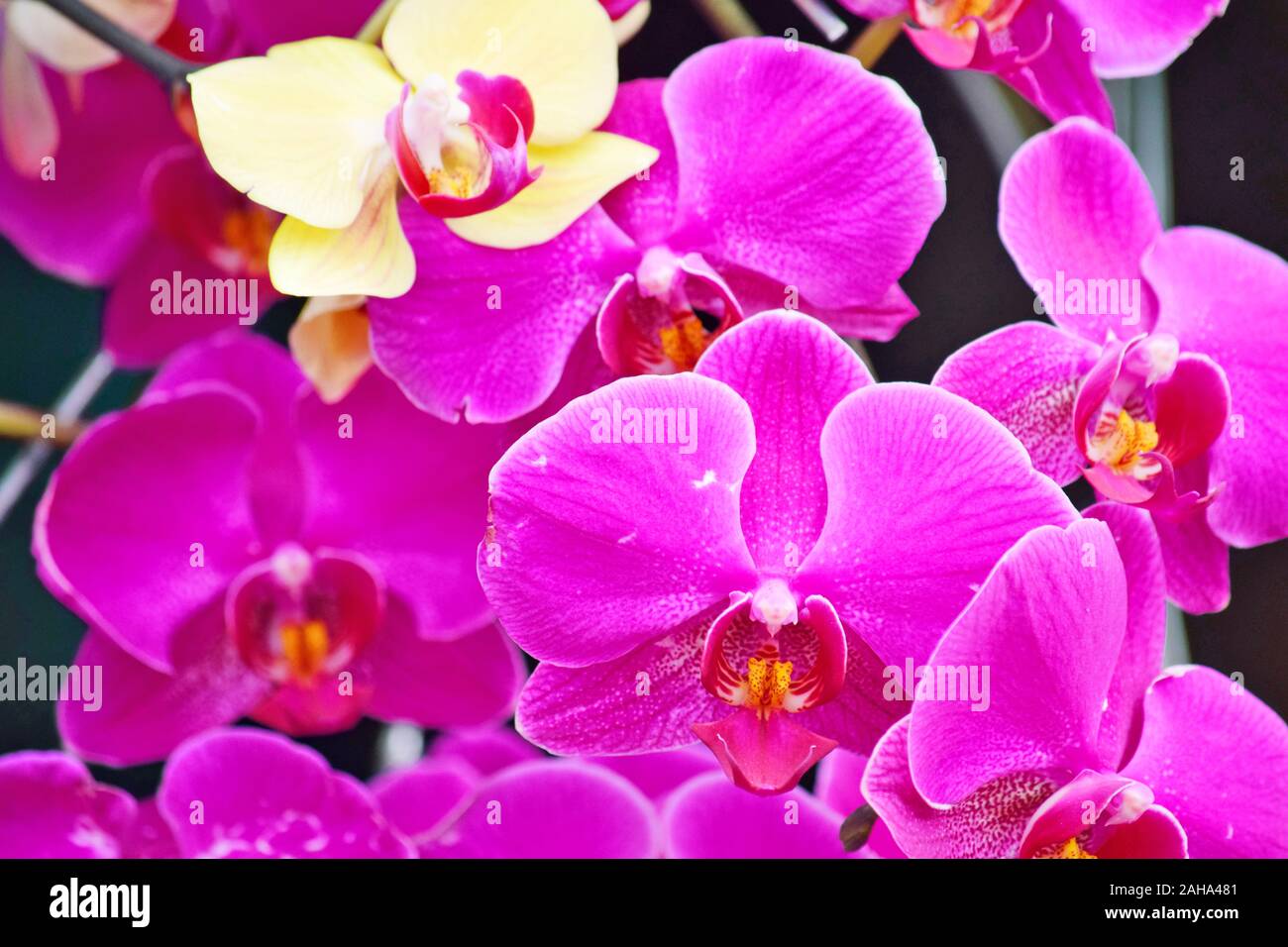 Jungle floers hi-res stock photography and images - Alamy