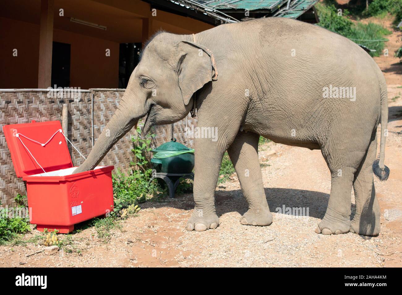 Wiang, Thailand. 18th Oct, 2019. An elephant uses its trunk to fetch ...