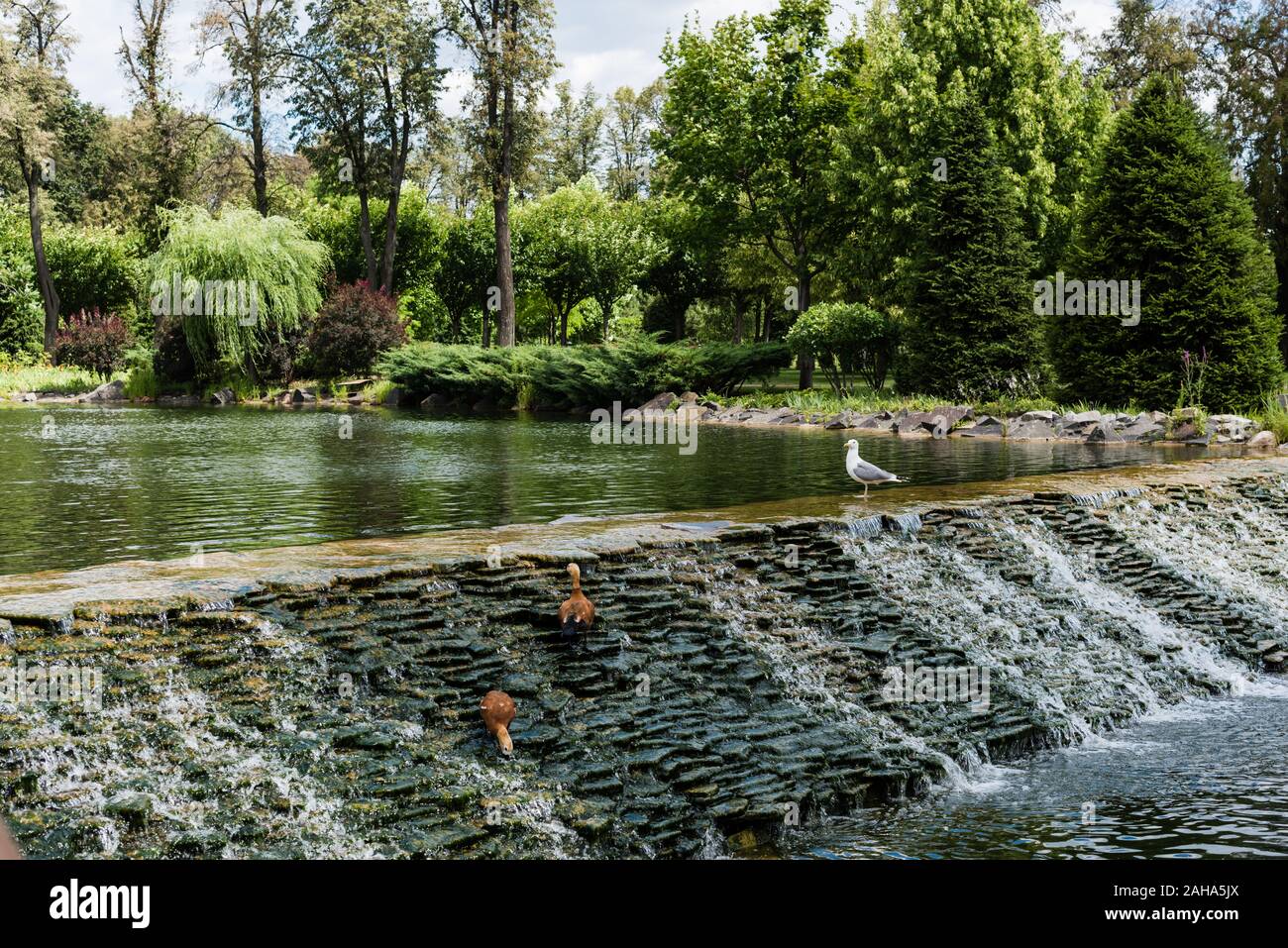 gulls standing on stones near flowing water in green park Stock Photo ...