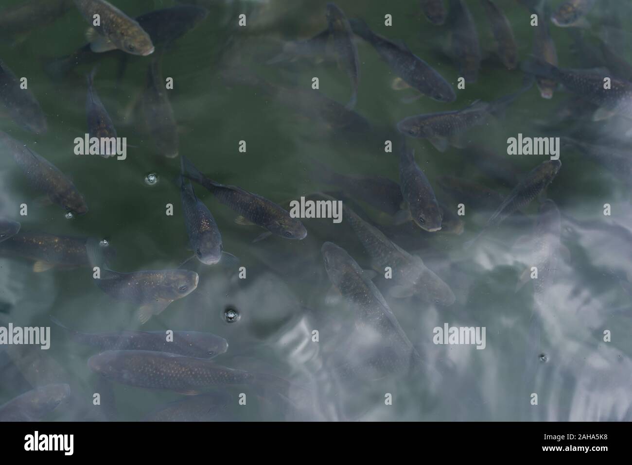 dark fishes swimming in pond with bubbles in summertime Stock Photo - Alamy