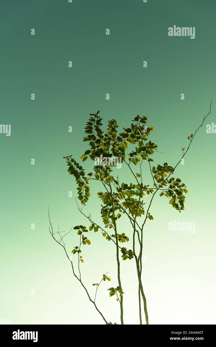 summer green leave tree with dramatic sky nature background Stock Photo ...