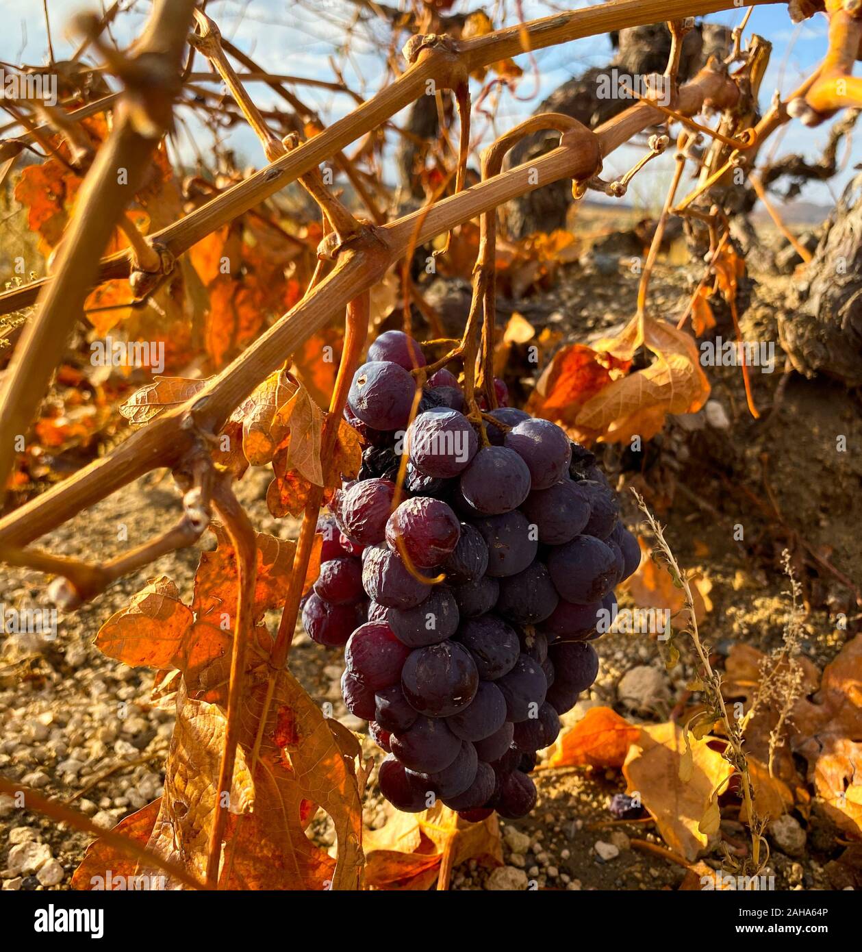 Ripe bunches of black grapes hang on the dry branches of shrubs among ...