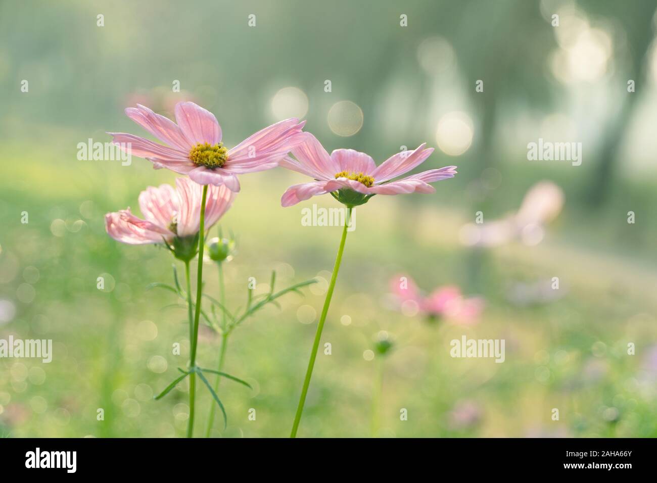 Soft light background hi-res stock photography and images - Alamy