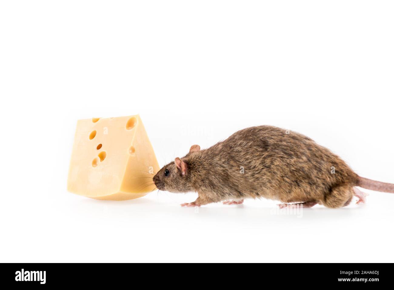rat smelling cheese on white background with copy space in New Year ...