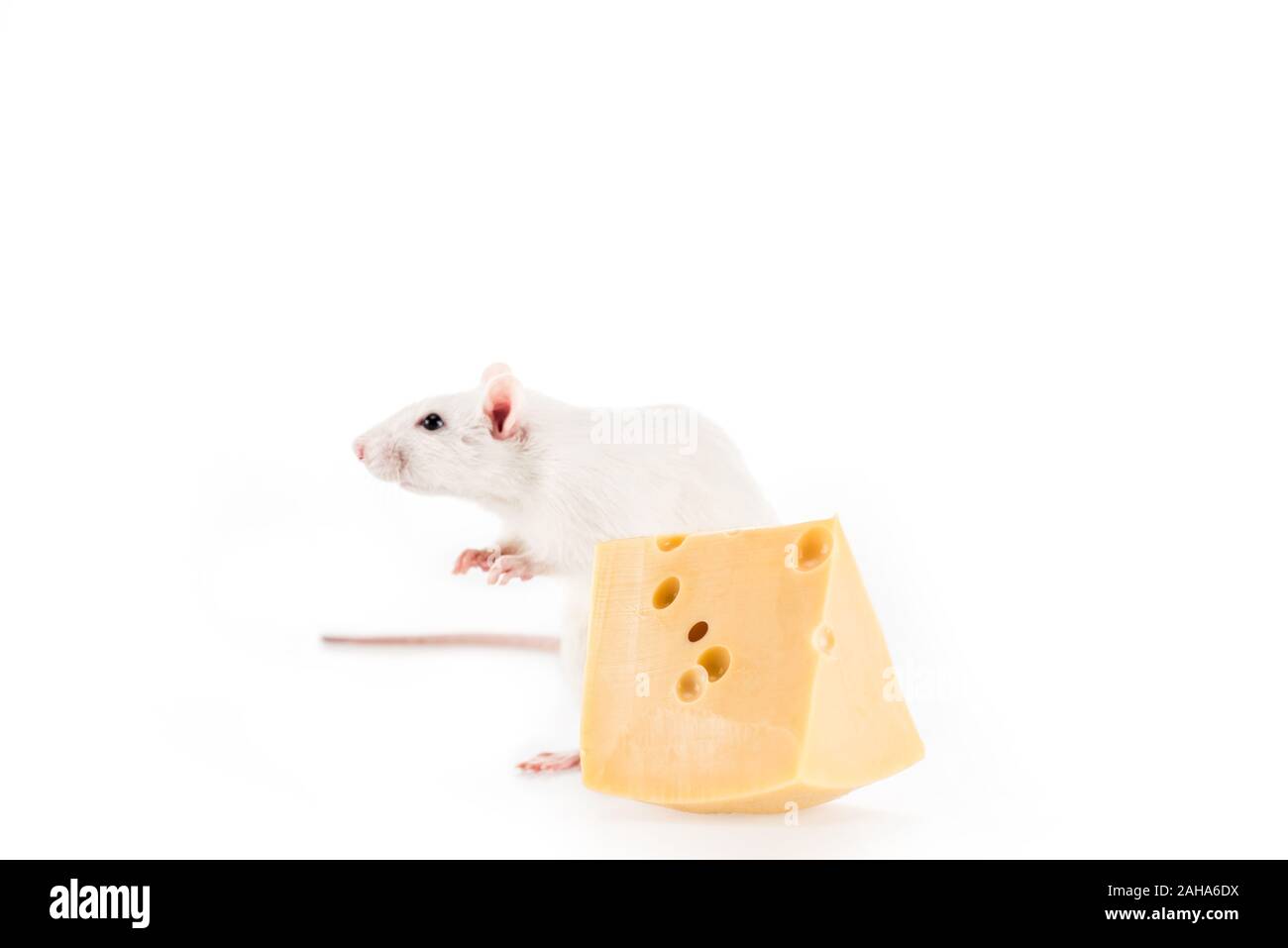 rat and cheese on white background with copy space in New Year Stock ...