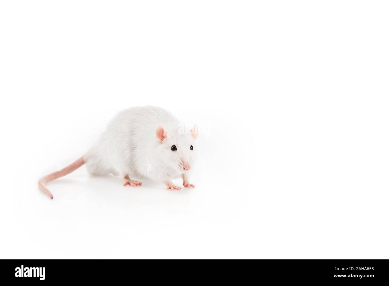 white rat on white background with copy space in New year Stock Photo ...