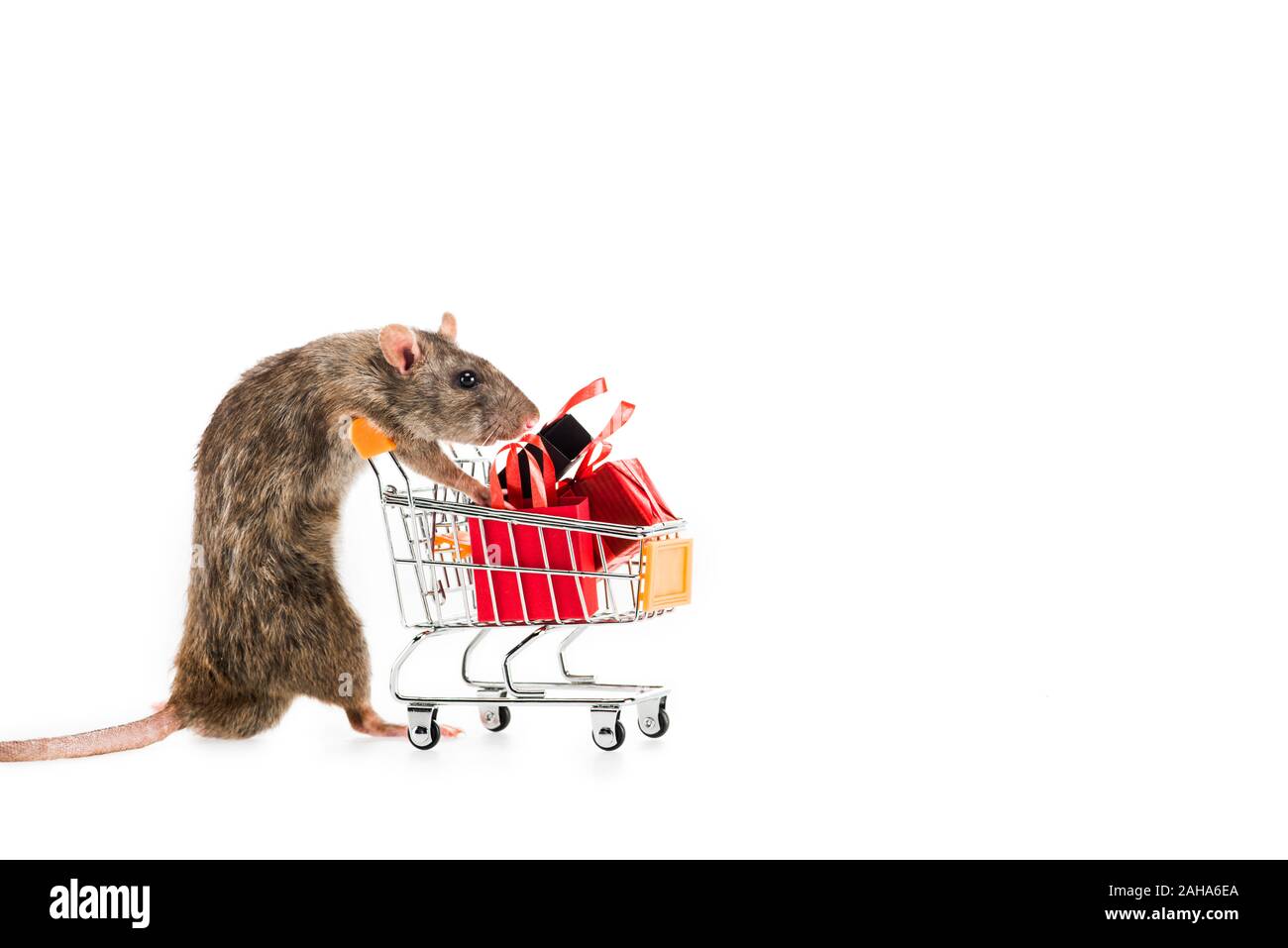 rat holding shopping cart with shopping bags on white background in New ...