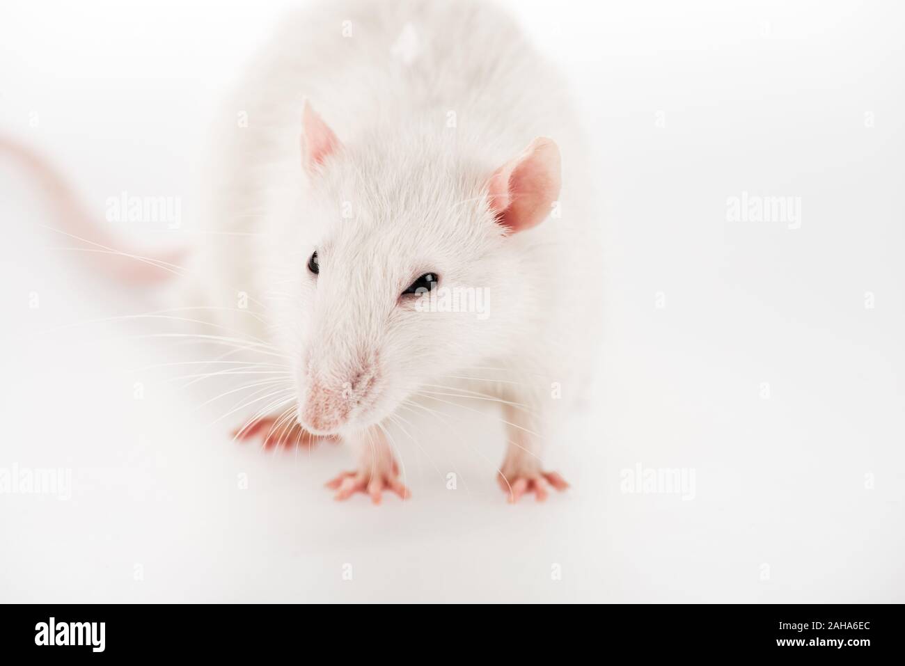 white rat on white background with copy space in New year Stock Photo ...