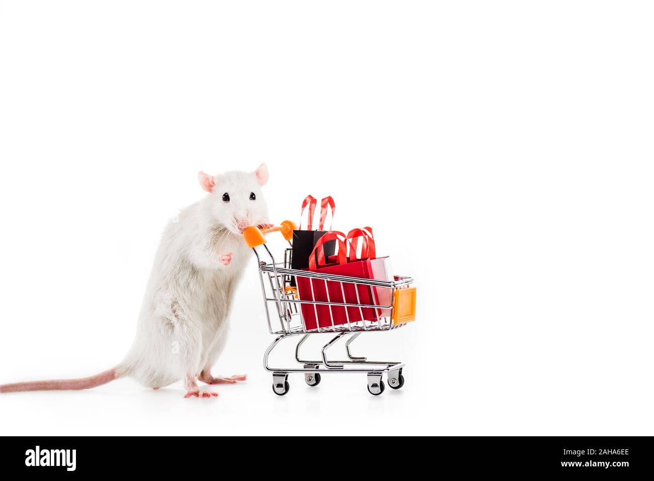 rat holding shopping cart with shopping bags on white background in New ...