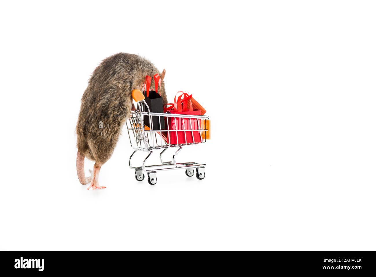 rat holding shopping cart with shopping bags on white background in New ...