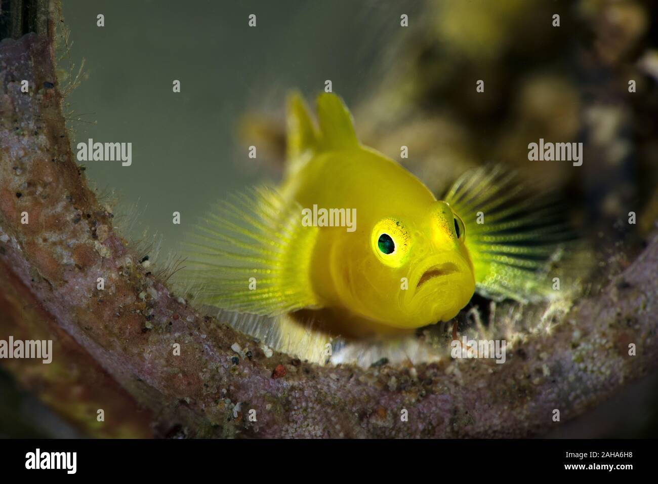Lemon gobies (Lubricogobius exiguus). Underwater macro photography from ...