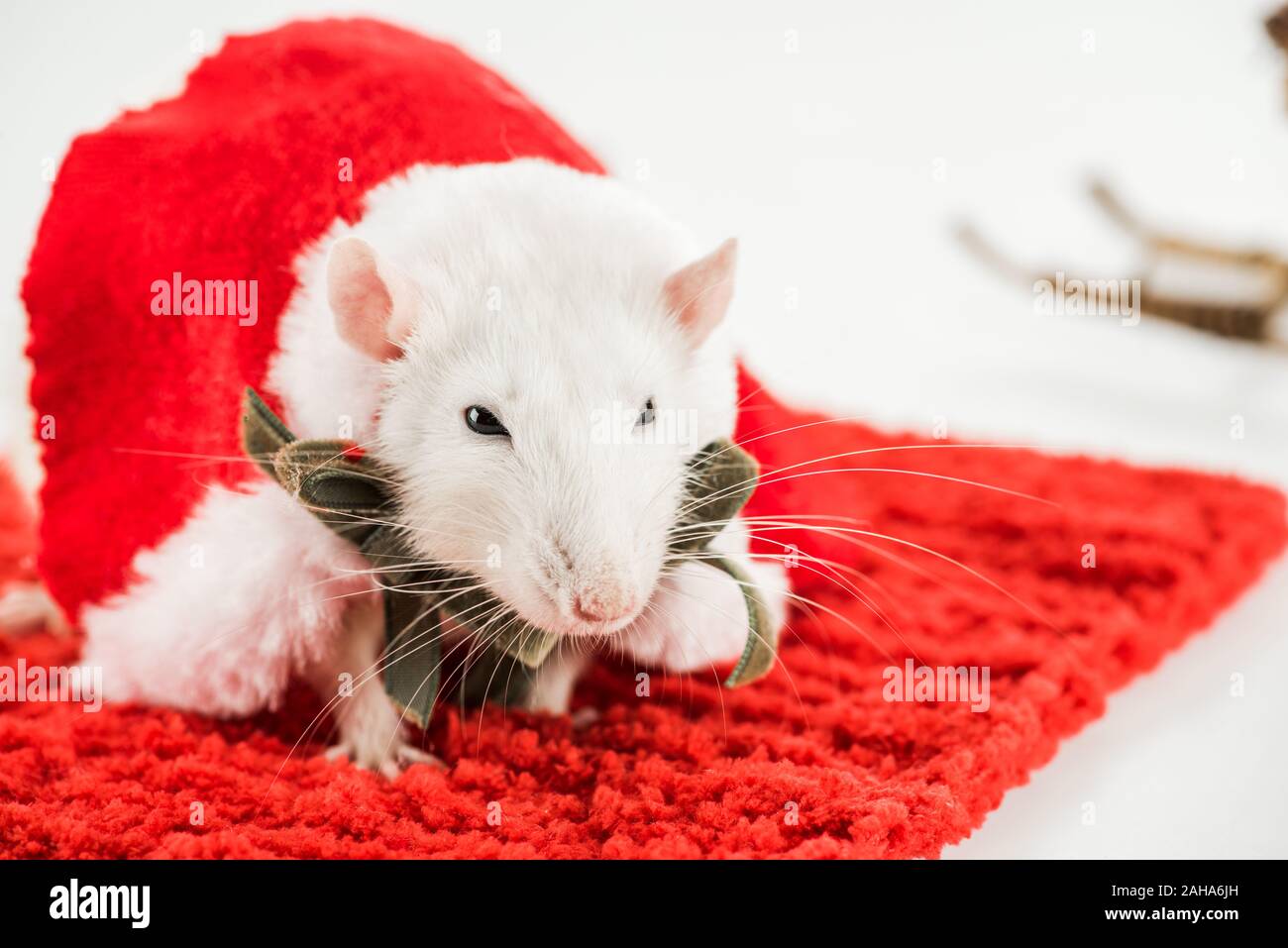 Red carpet rat hi-res stock photography and images - Alamy