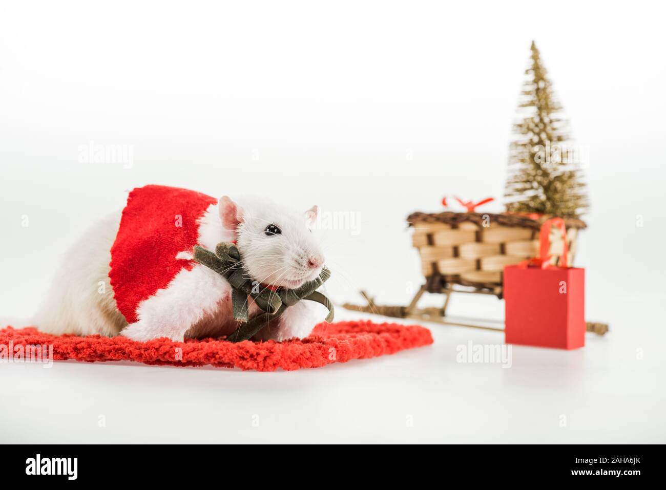 Red carpet rat hi-res stock photography and images - Alamy