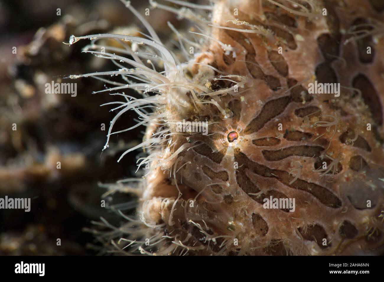 Portrait of juvenile hairy frogfish. Underwater macro photography from ...