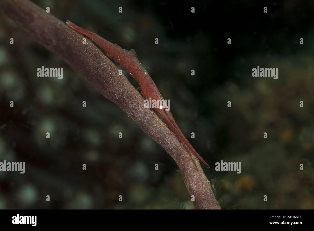 Ocellated Tozeuma Shrimp (Tozeuma lanceolatum). Underwater macro ...