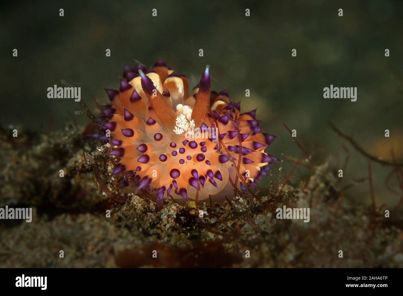 Nudibranch White-Spotted Janolus. Underwater macro photography from ...
