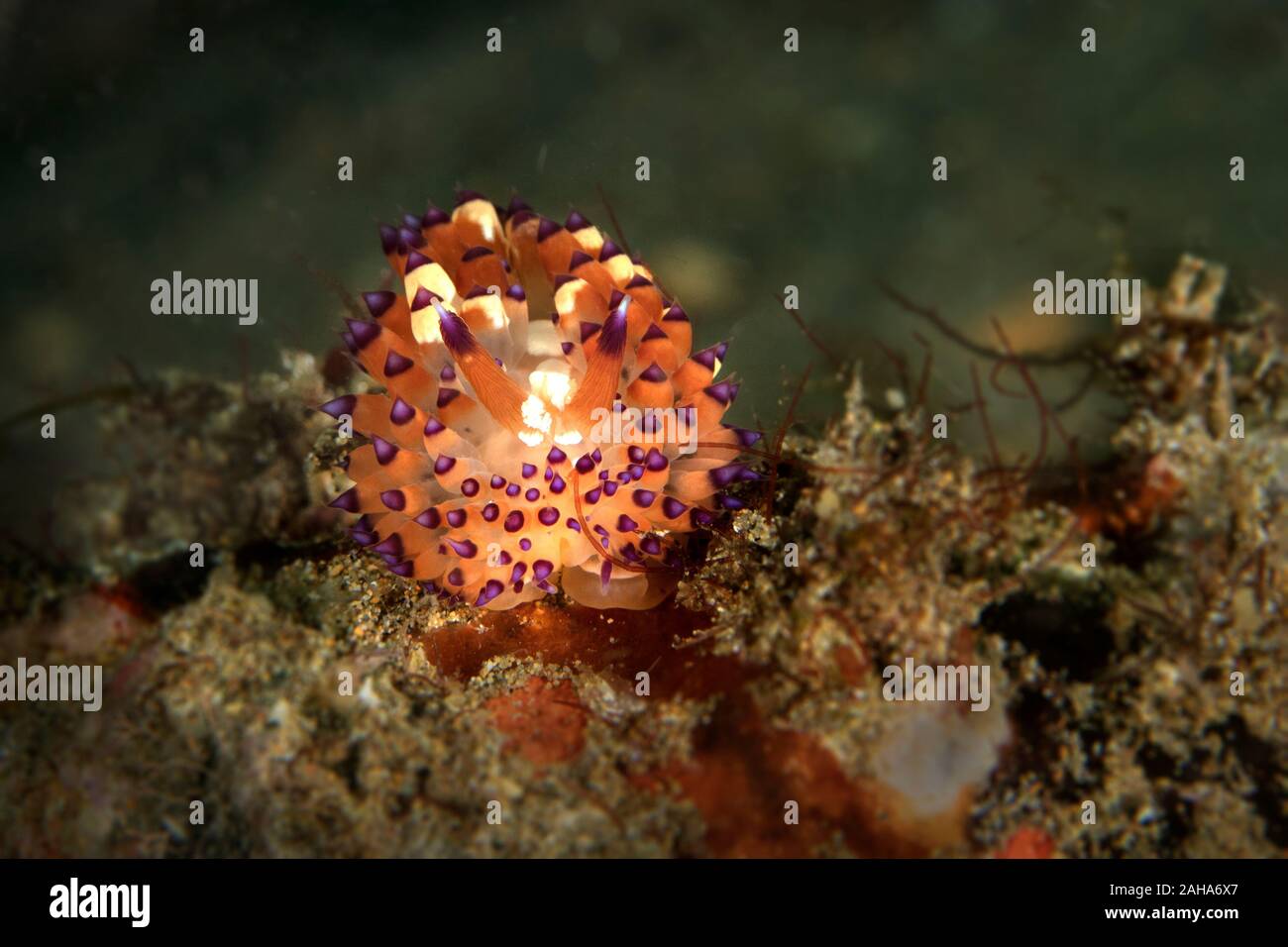 Spotted nudibranch hi-res stock photography and images - Alamy