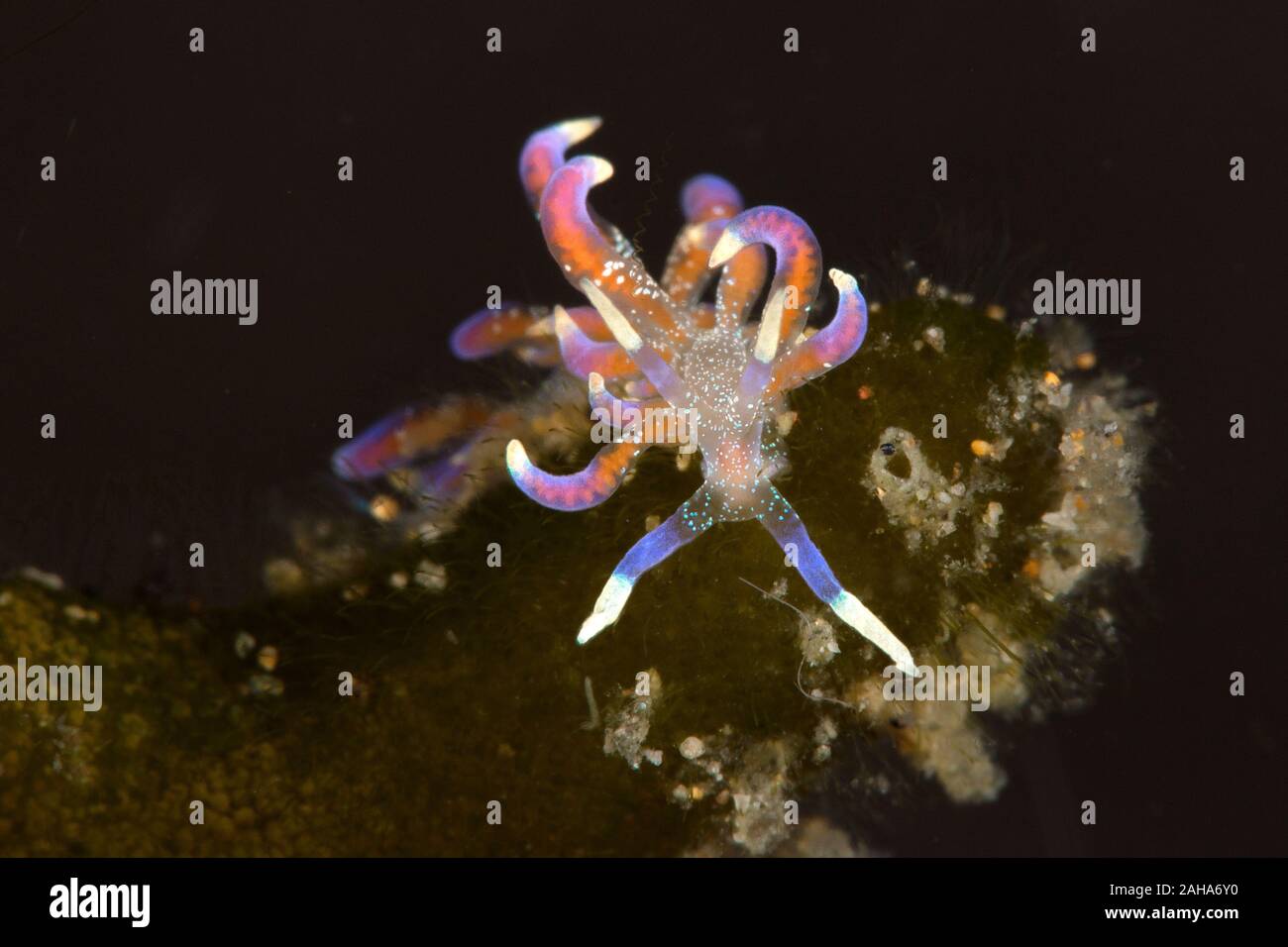 Nudibranch Phyllodesmium poindimiei. Underwater macro photography from ...