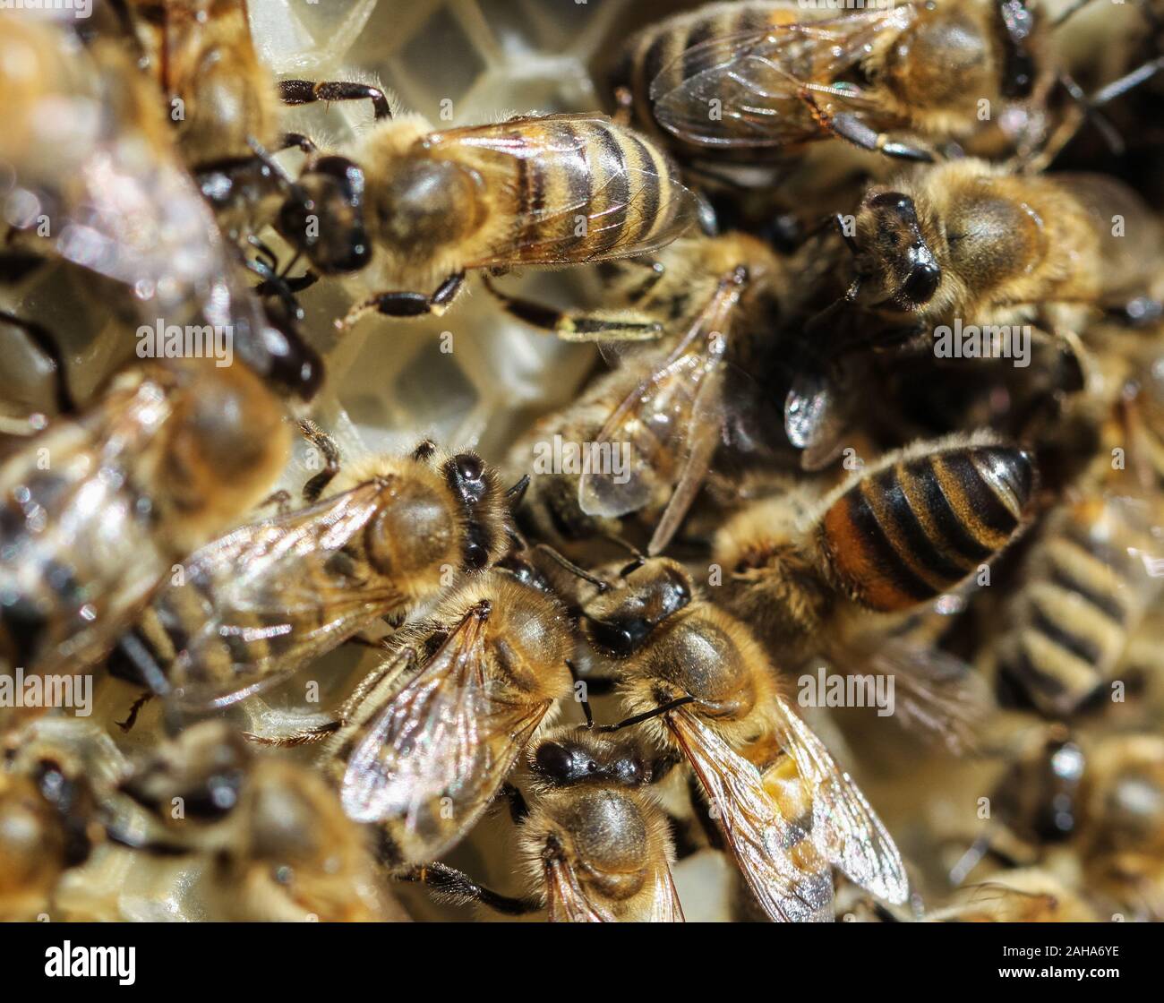 Swarm of bee on natural surface Stock Photo - Alamy
