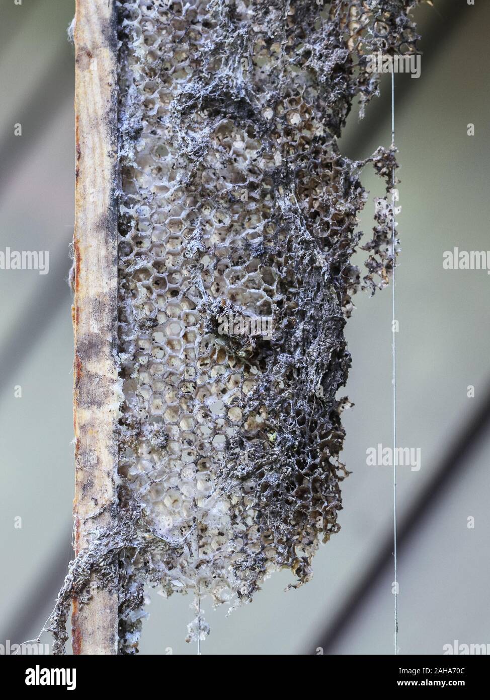 Surface of old damaged frame of beehive Stock Photo - Alamy