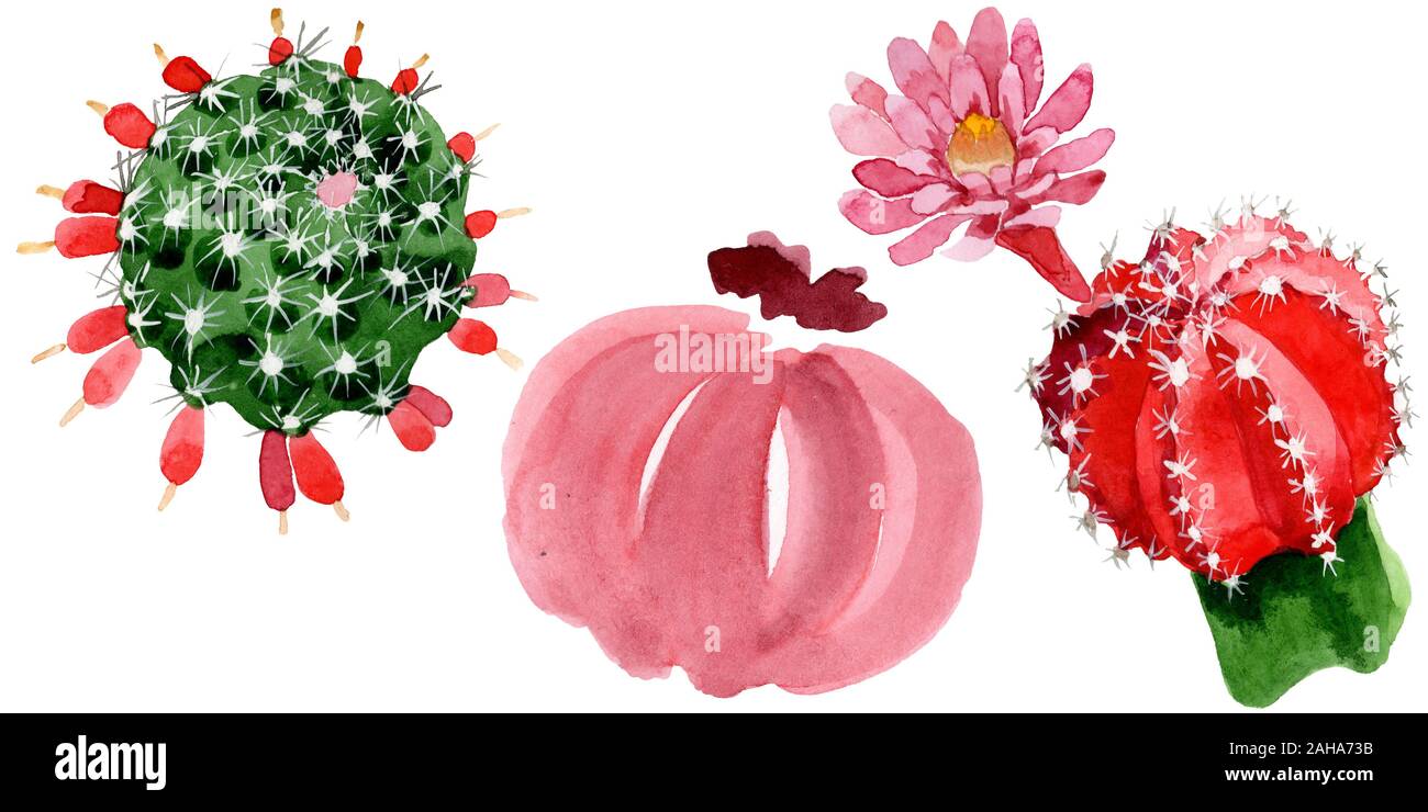 Cactus floral botanical flowers. Wild spring leaf wildflower isolated ...
