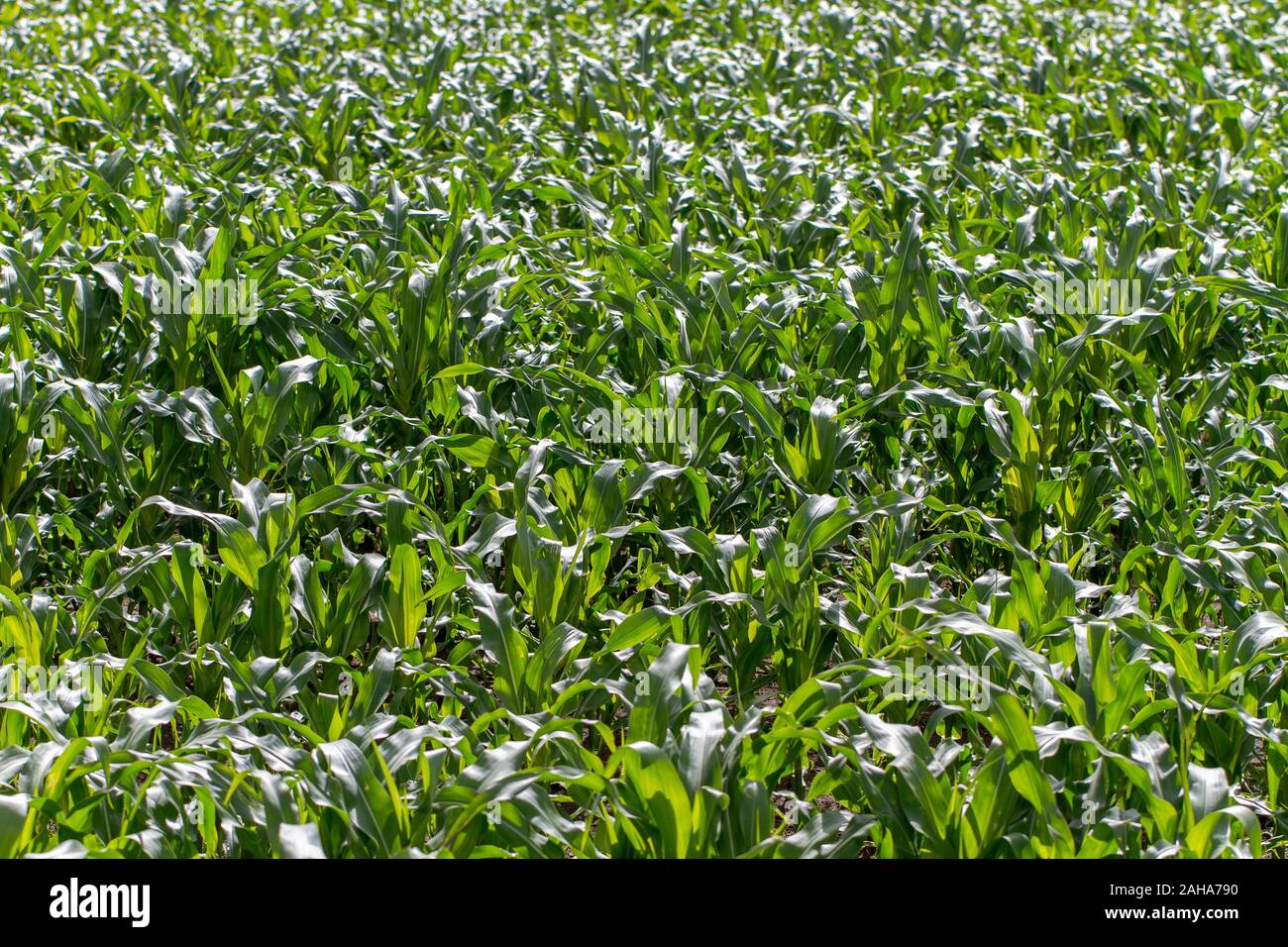 Growing corn on a field Stock Photo - Alamy