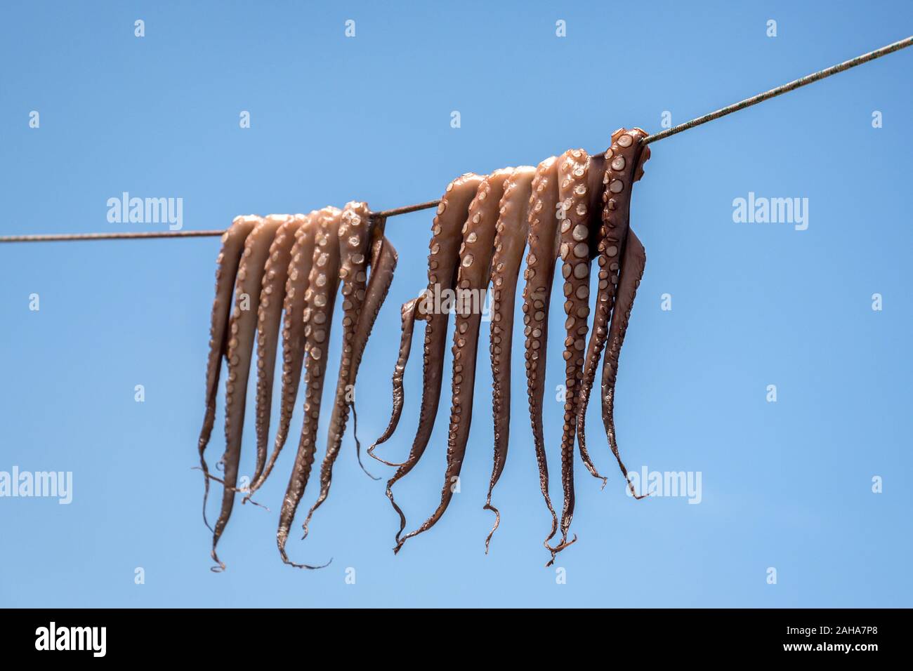 Drying octopus on a cord at the sea Stock Photo - Alamy