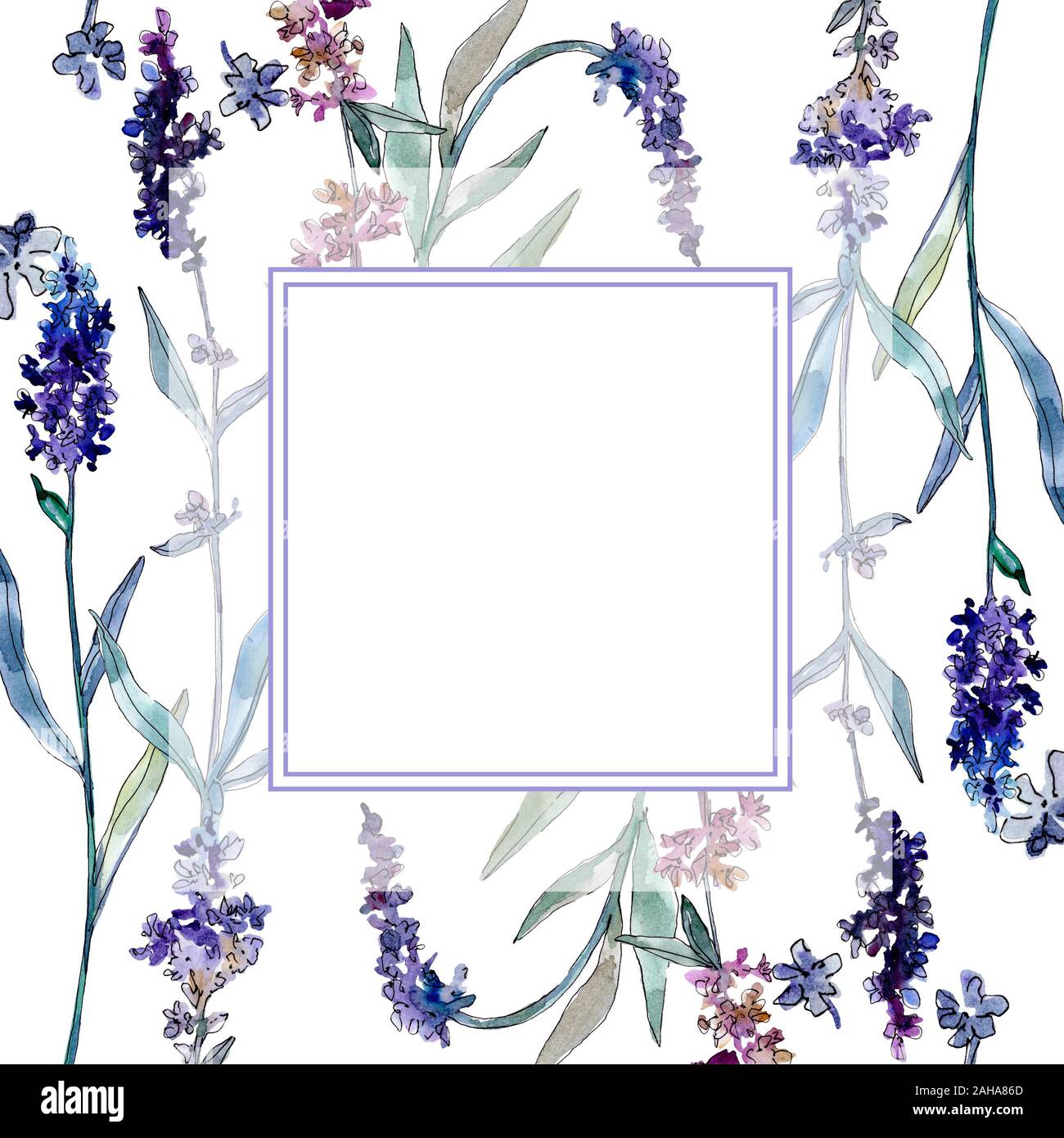 Lavender floral botanical flowers. Wild spring leaf wildflower isolated ...