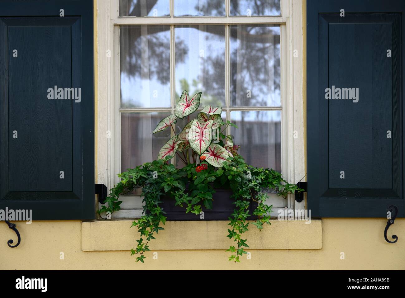 Wings display hi-res stock photography and images - Alamy