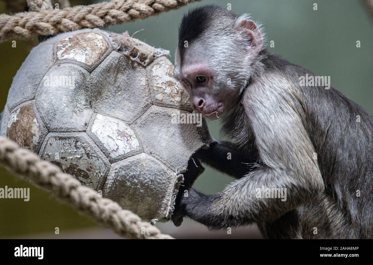 27 December 2019, Berlin: A brown capuchin monkey is playing with a ...