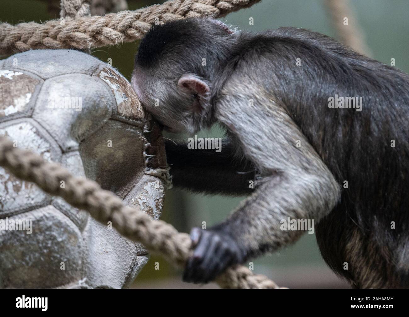 27 December 2019, Berlin: A brown capuchin monkey is playing with a ...