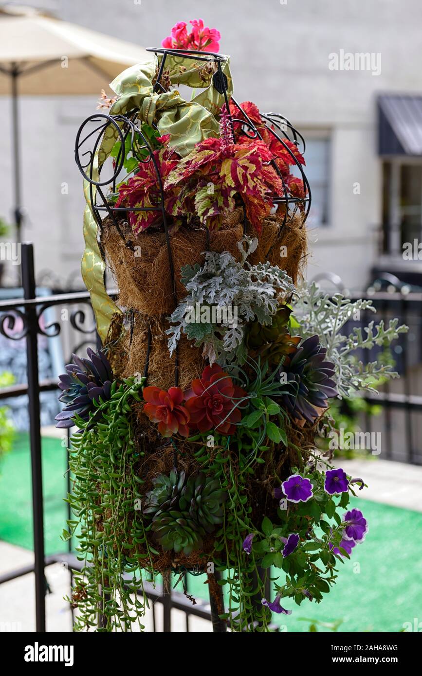 flower display,caladium,Angel Wings,Heart of Jesus,elephant ears ...