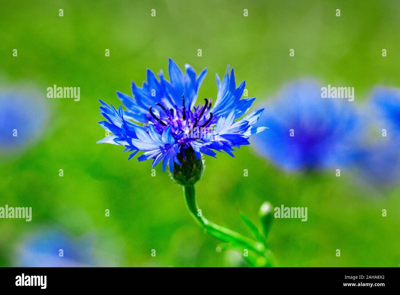 Beautiful cornflower hi-res stock photography and images - Alamy