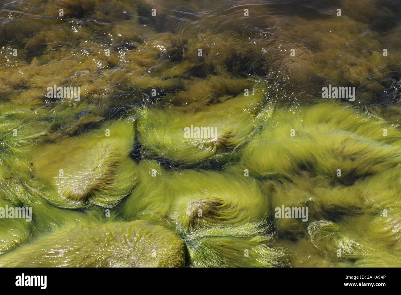 Growing seagrass in sea on stones Stock Photo - Alamy