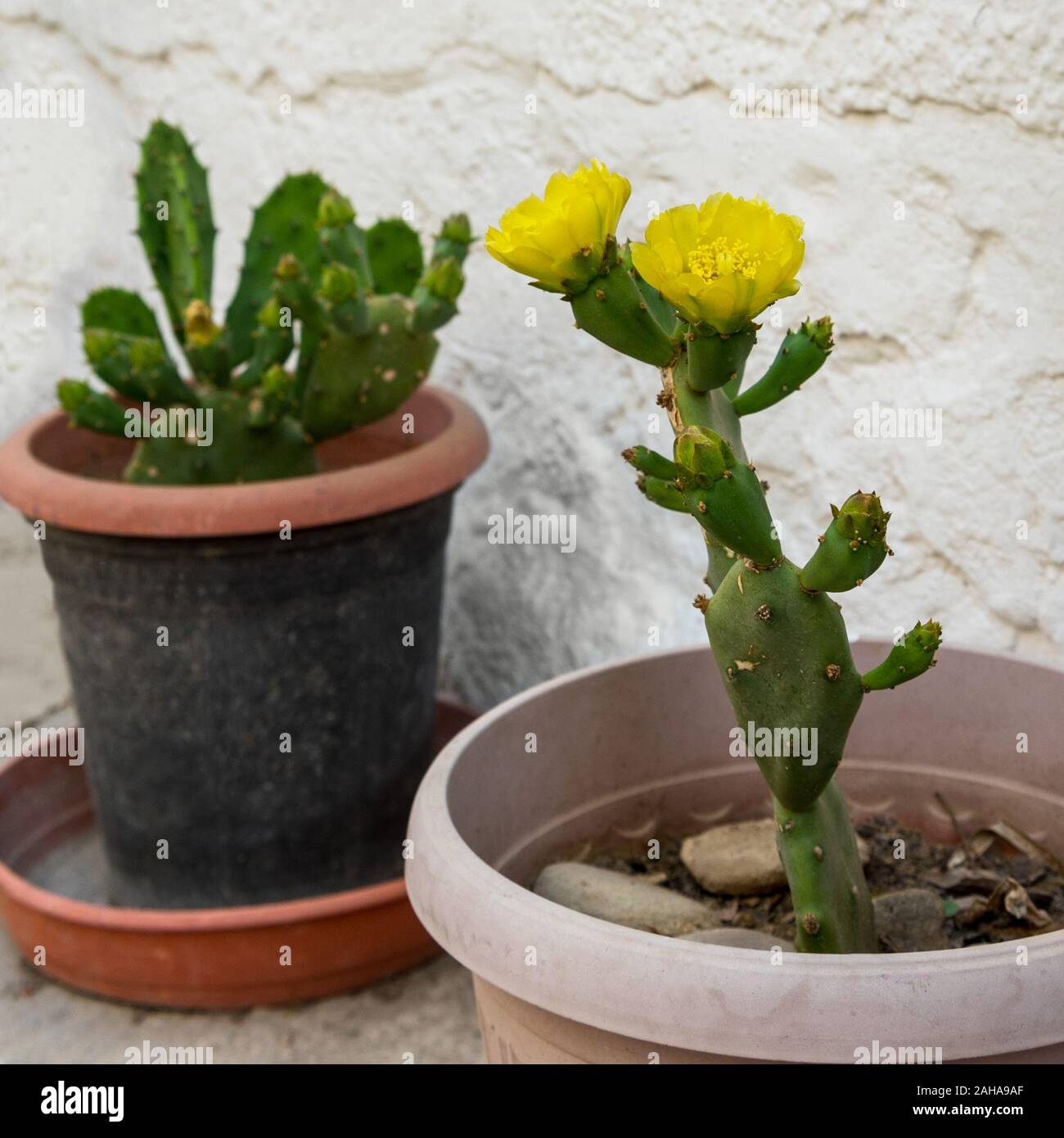 Two fresh colorful cactus hi-res stock photography and images - Alamy