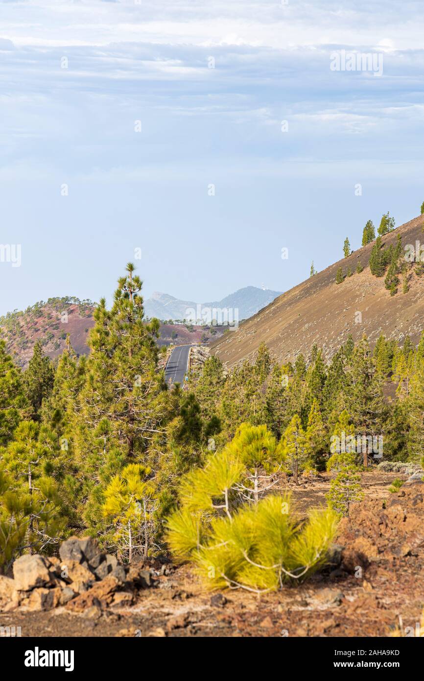 Pinus canariensis, Canarian pine trees in the volcanic landscape at ...