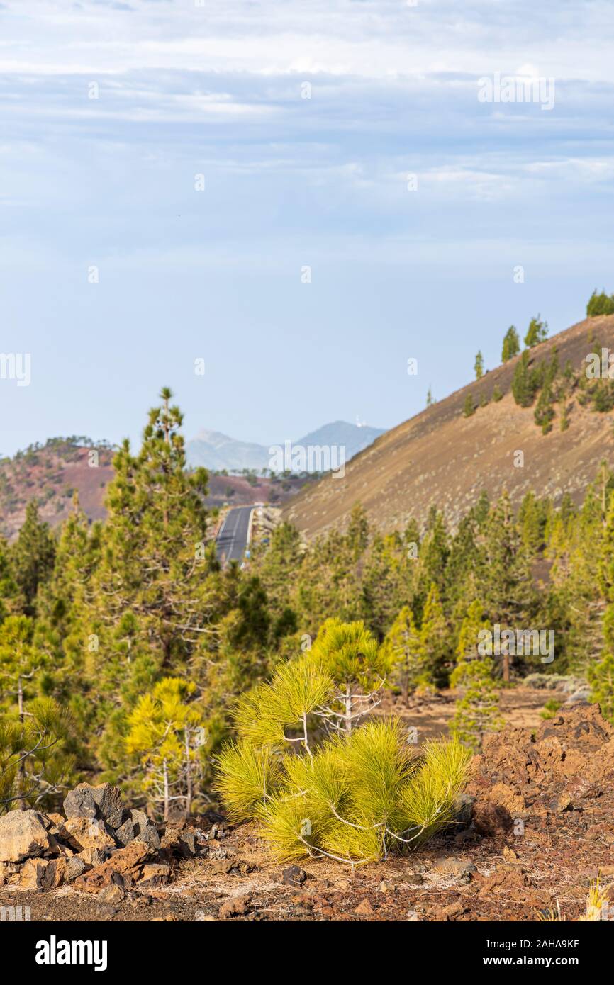 Pinus canariensis, Canarian pine trees in the volcanic landscape at ...