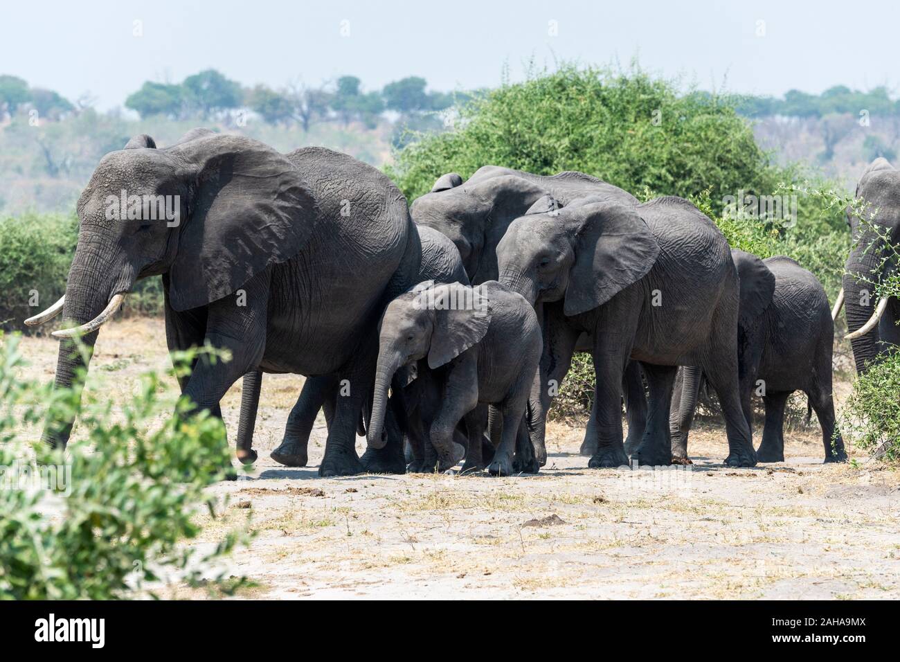 Family of African elephants (Loxodonta Africana) led by matriarch cross ...