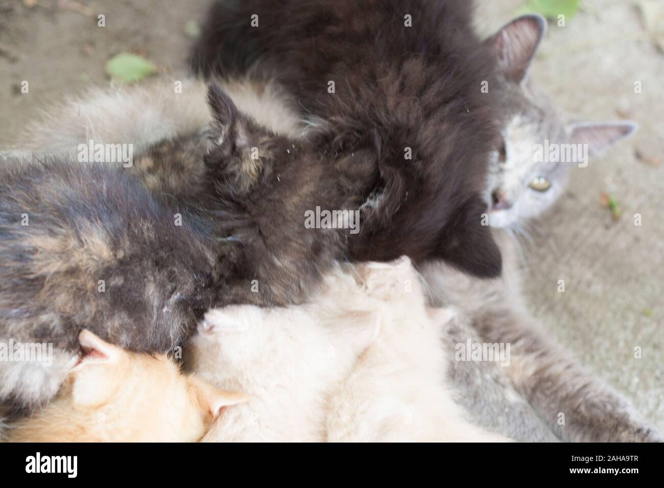 Cat Nursing Kittens Stock Photo - Alamy
