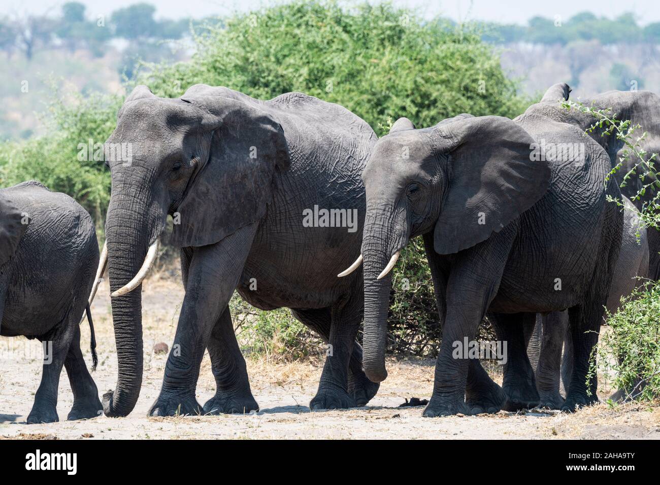 Family of African elephants (Loxodonta Africana) led by matriarch cross ...
