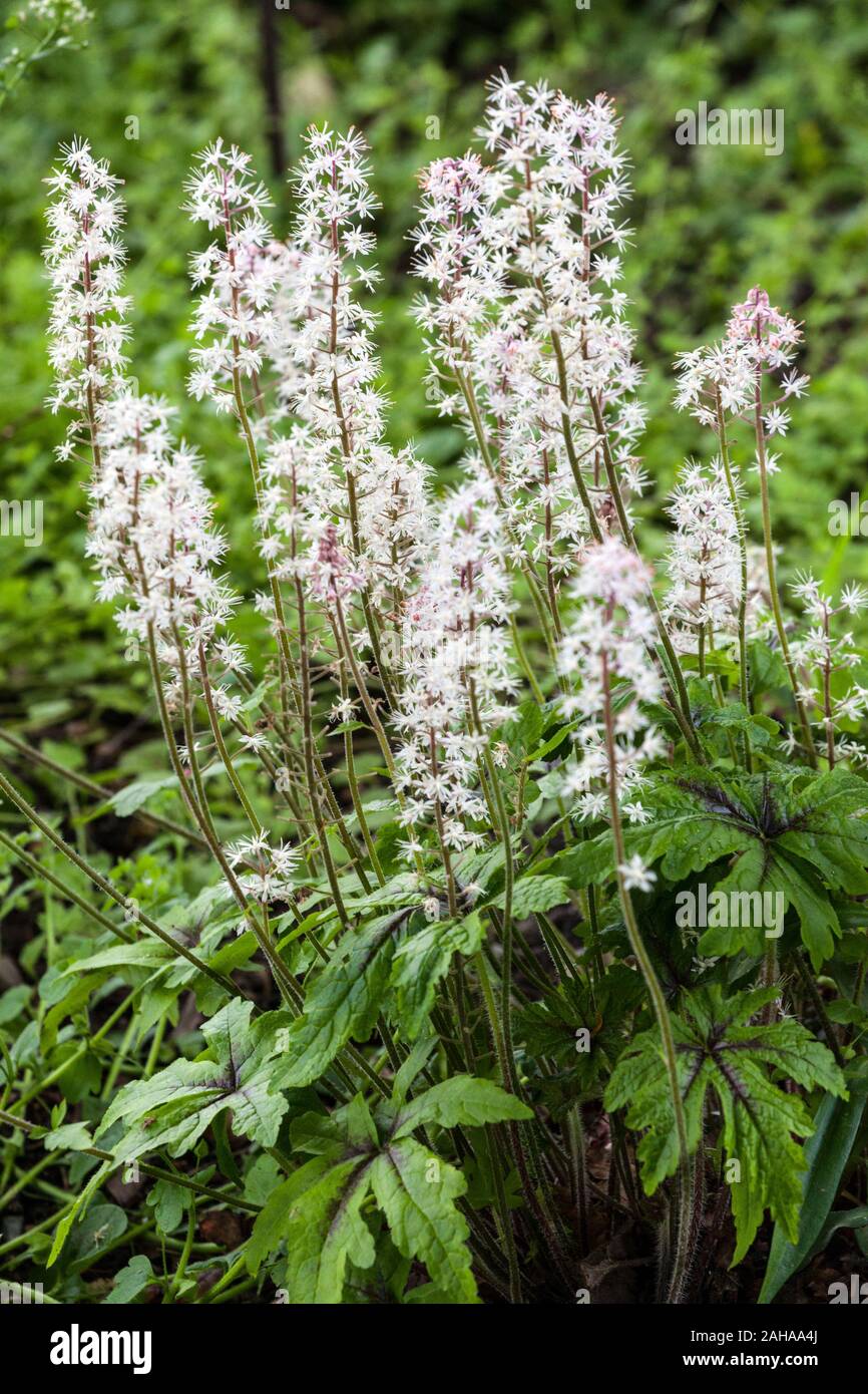 Tiarella hi-res stock photography and images - Alamy