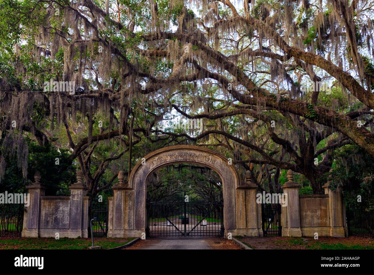 Entrance gate,gateway,arched,arch,double line of Live Oaks,Quercus ...