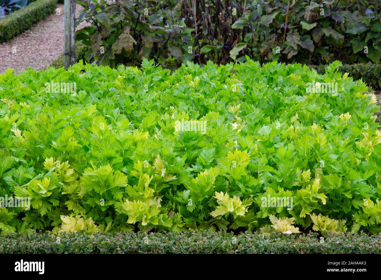 Fresh lovage herb(Levisticum officinale) in a garden Stock Photo - Alamy