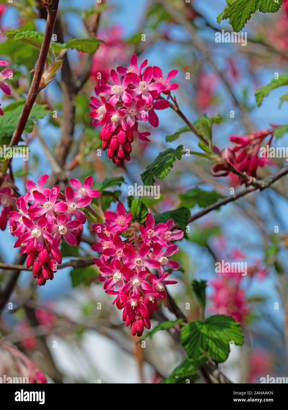 Flowering blood currant, Ribes sanguineum, in spring Stock Photo - Alamy