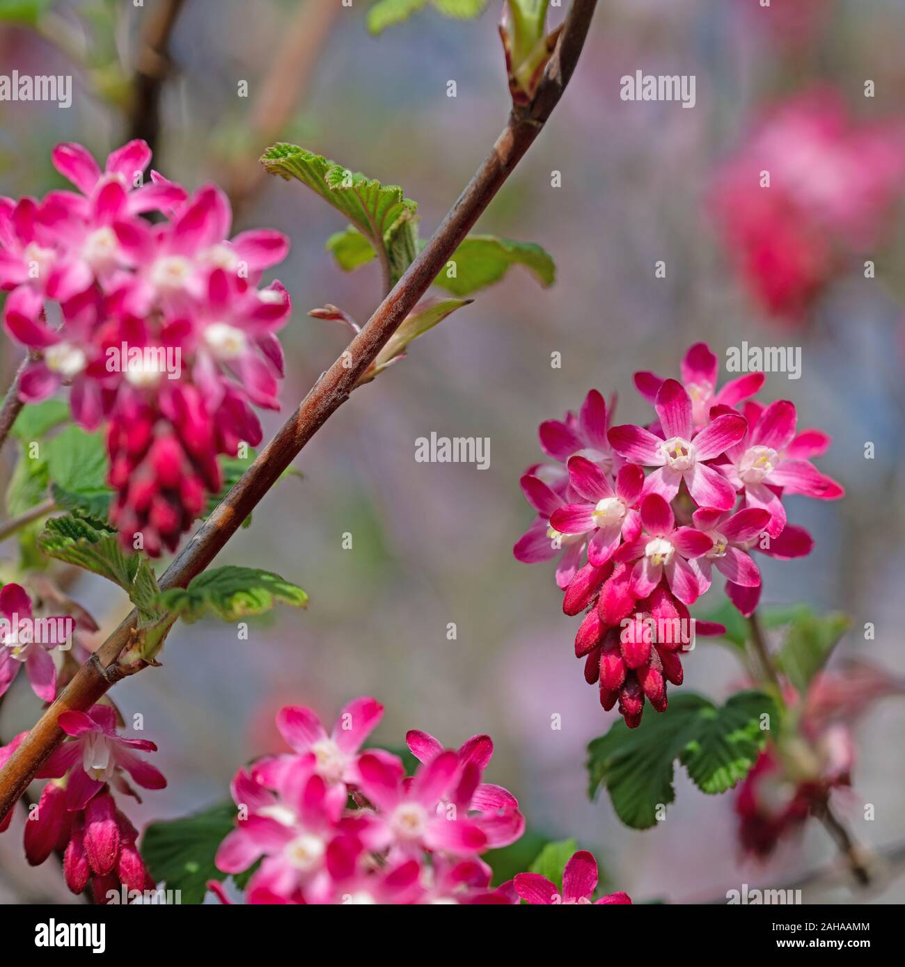 Flowering blood currant, Ribes sanguineum, in spring Stock Photo - Alamy