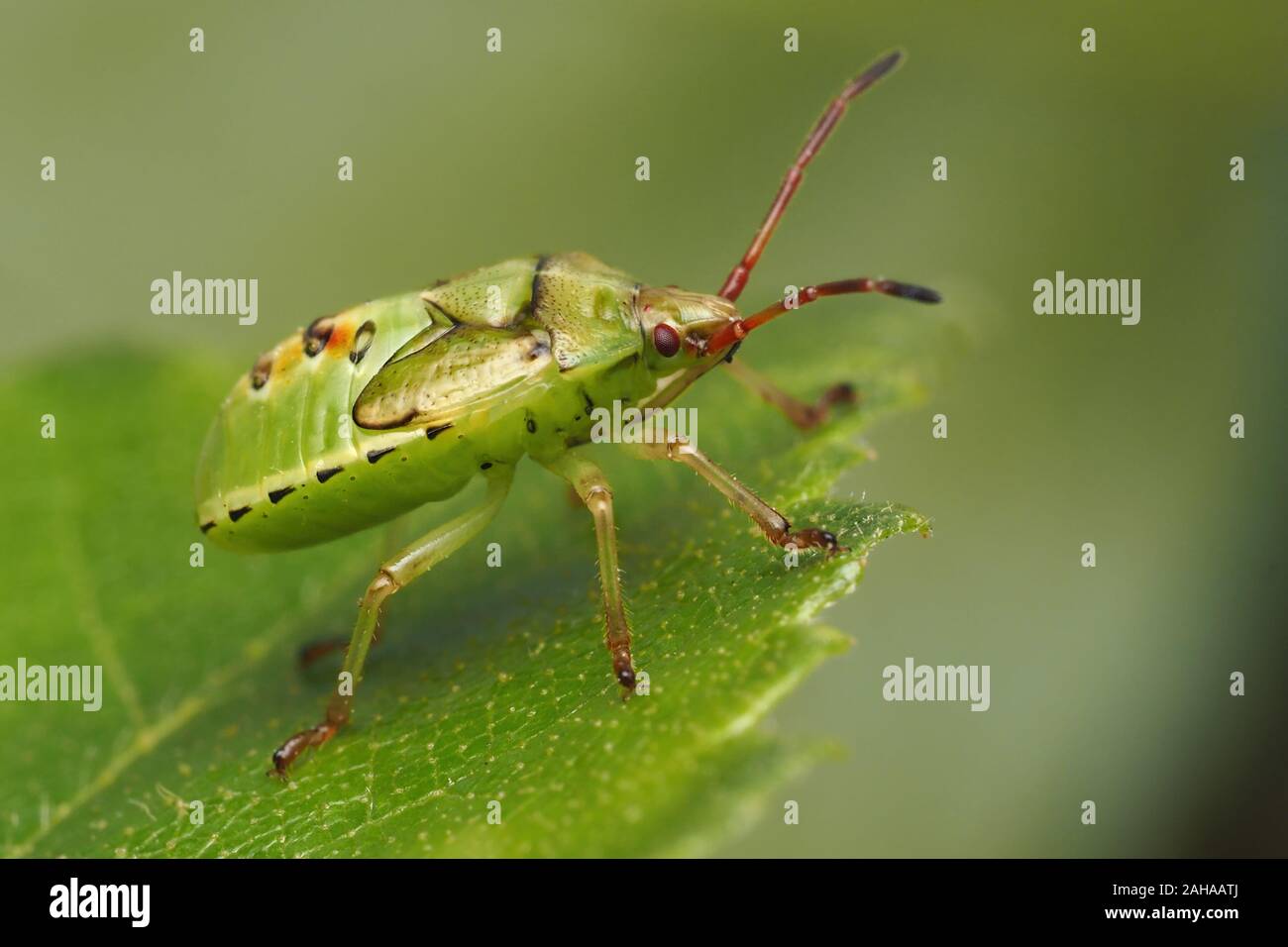 Birch Shieldbug nymph (Elasmostethus interstinctus) at rest on birch ...