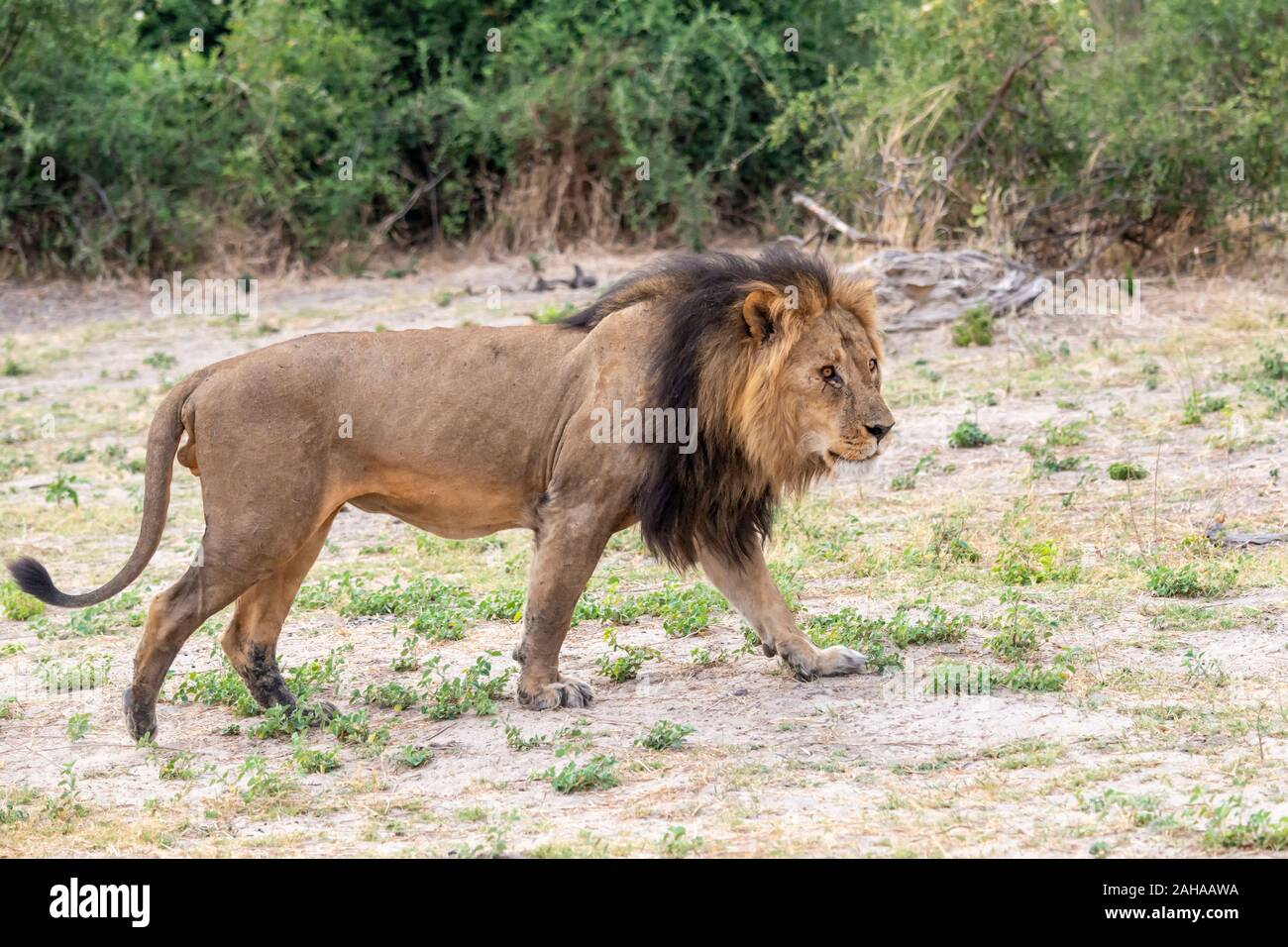 Adult male lion (Panthera leo) crossing open savanna in Chobe National ...